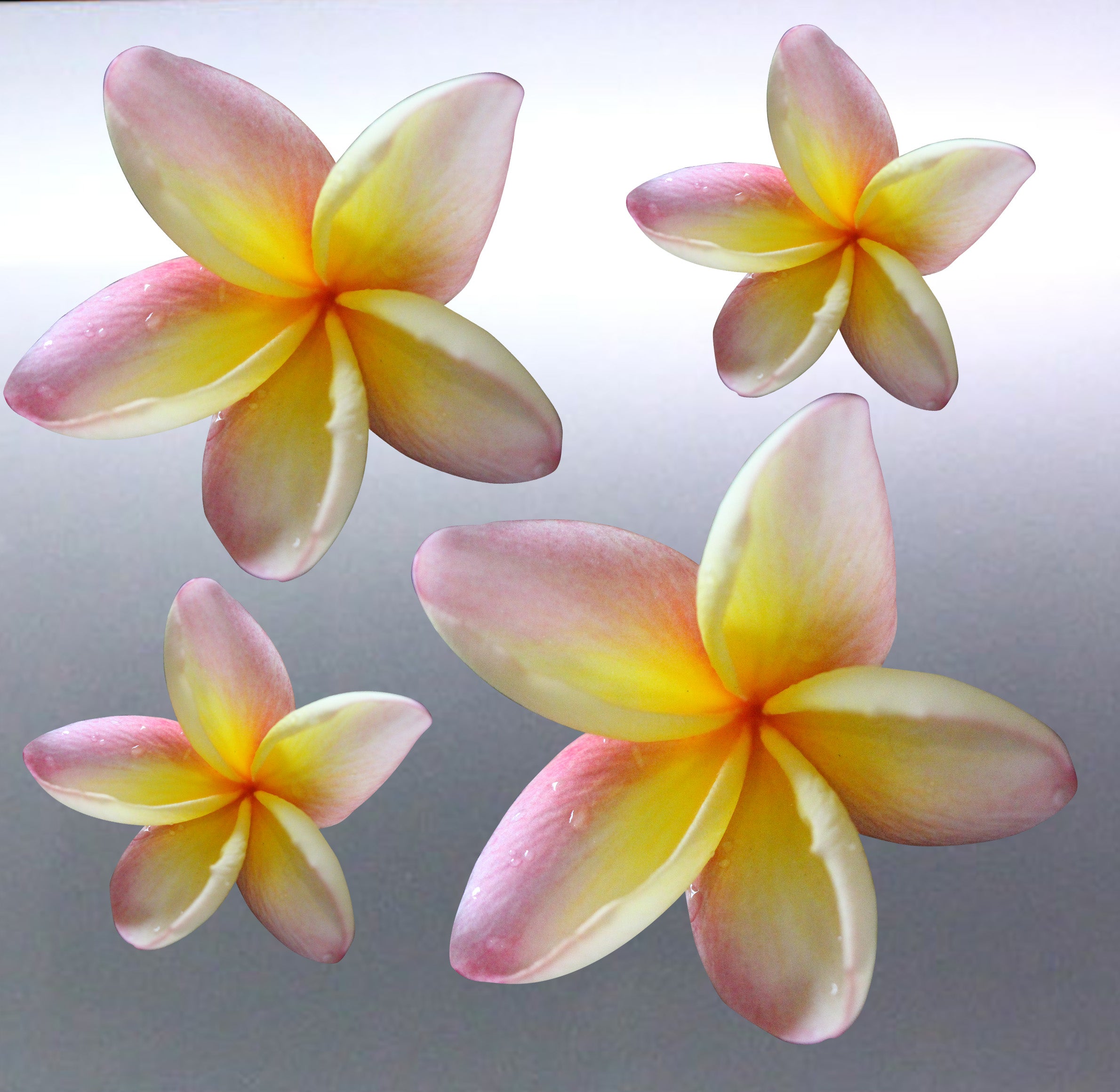 Flower Stickers & Frangipani Decals | Aussie Floral Vinyl – Stick-Dat