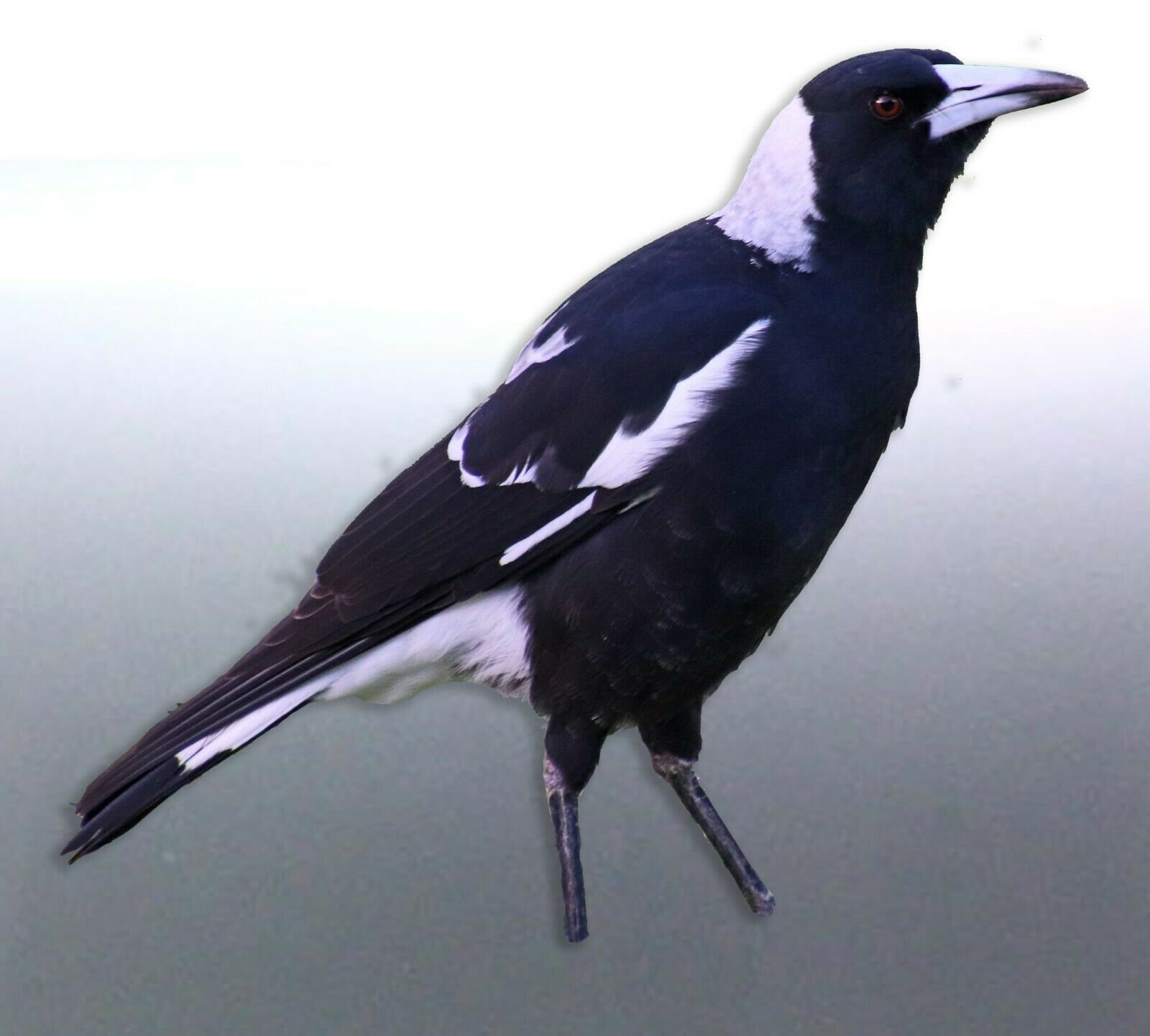 native Magpie Sticker Vinyl cut Australian made design – Stickdat